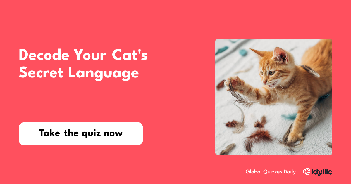 Decode Your Cat's Secret Language