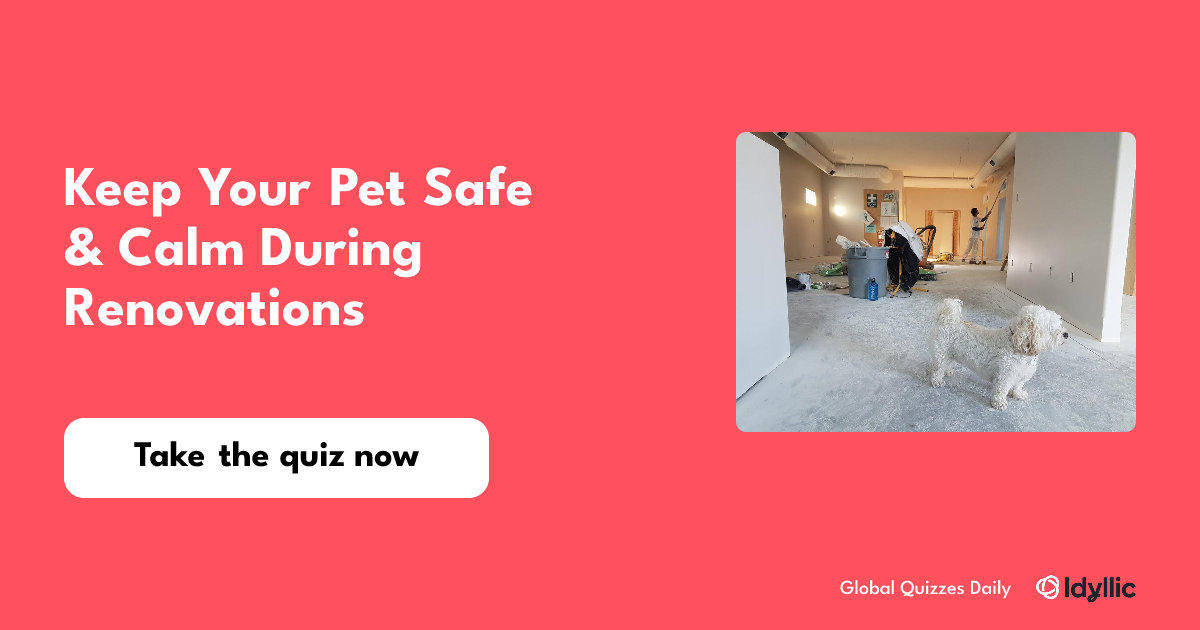 Keep Your Pet Safe & Calm During Renovations