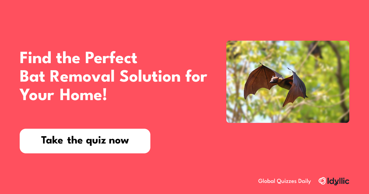 Find the Perfect Bat Removal Solution for Your Home!