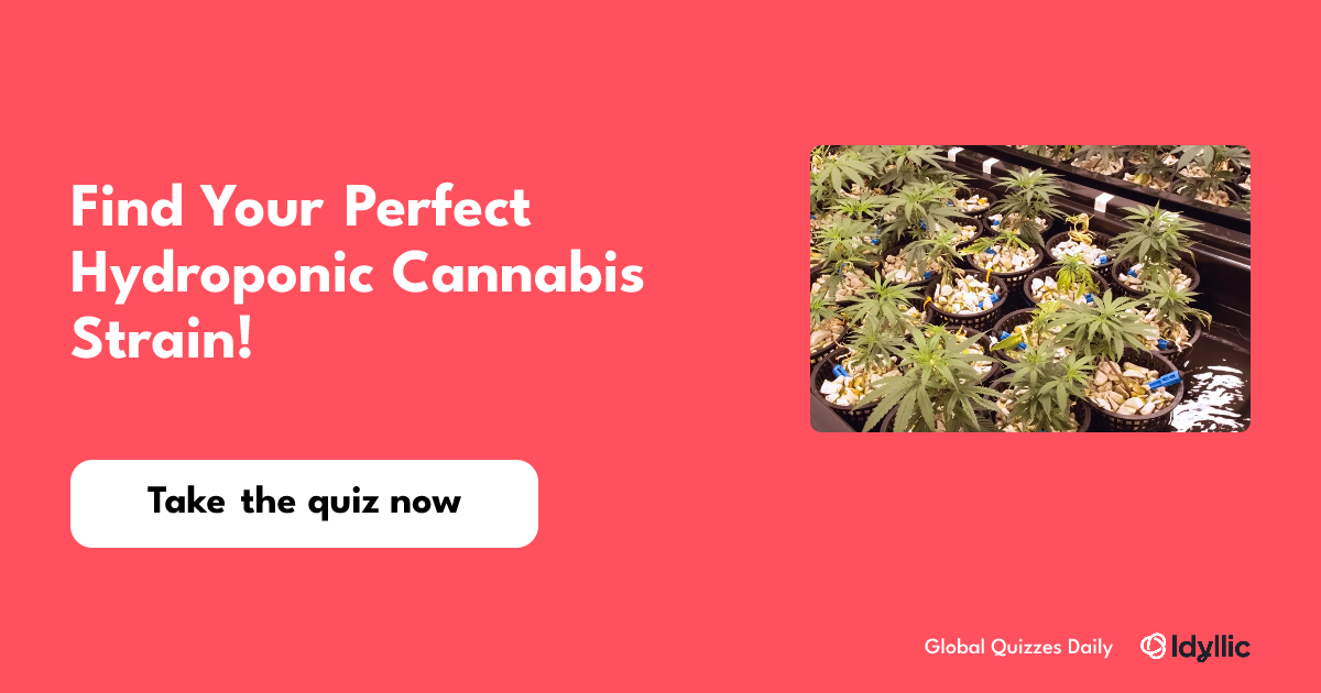 Find Your Perfect Hydroponic Cannabis Strain!