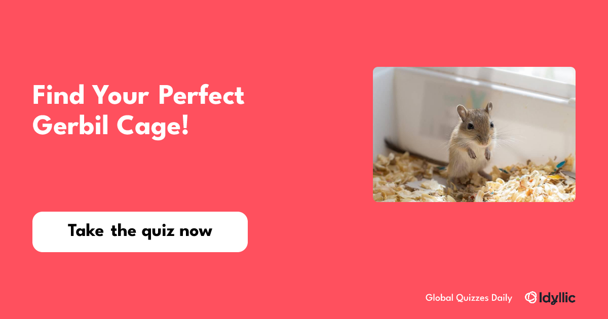 Find Your Perfect Gerbil Cage!