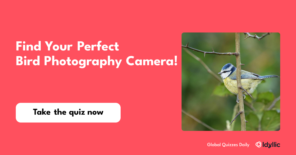 Find Your Perfect Bird Photography Camera!
