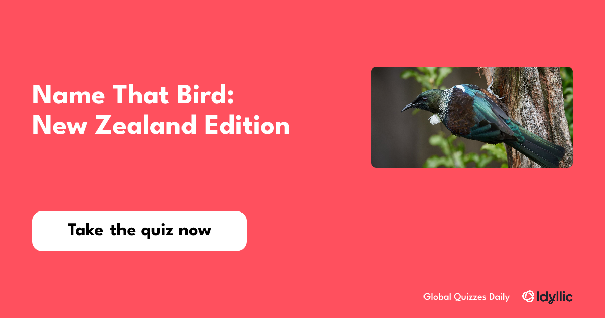 Name That Bird: New Zealand Edition