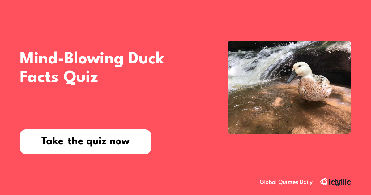 Mind-Blowing Duck Facts Quiz