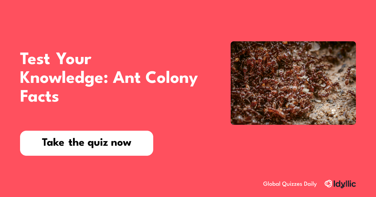 Test Your Knowledge: Ant Colony Facts