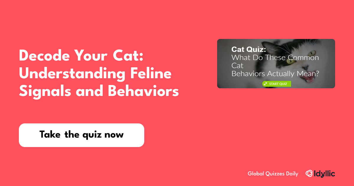 Decode Your Cat: Understanding Feline Signals and Behaviors